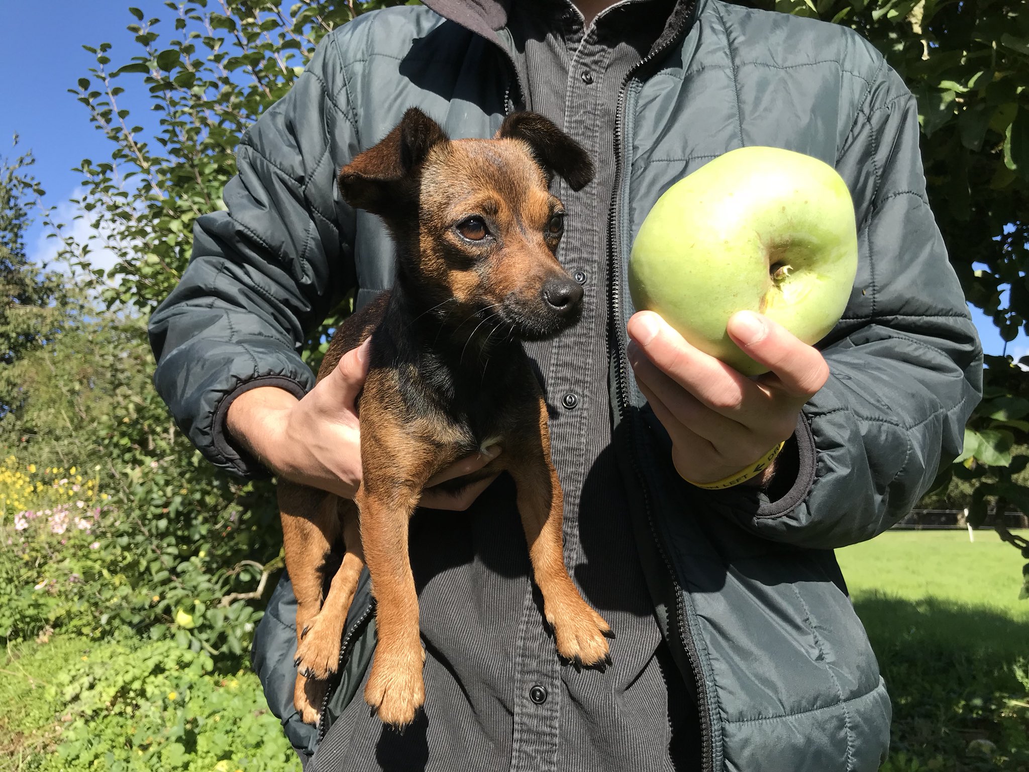 Miniature Pinscher Size Comparison