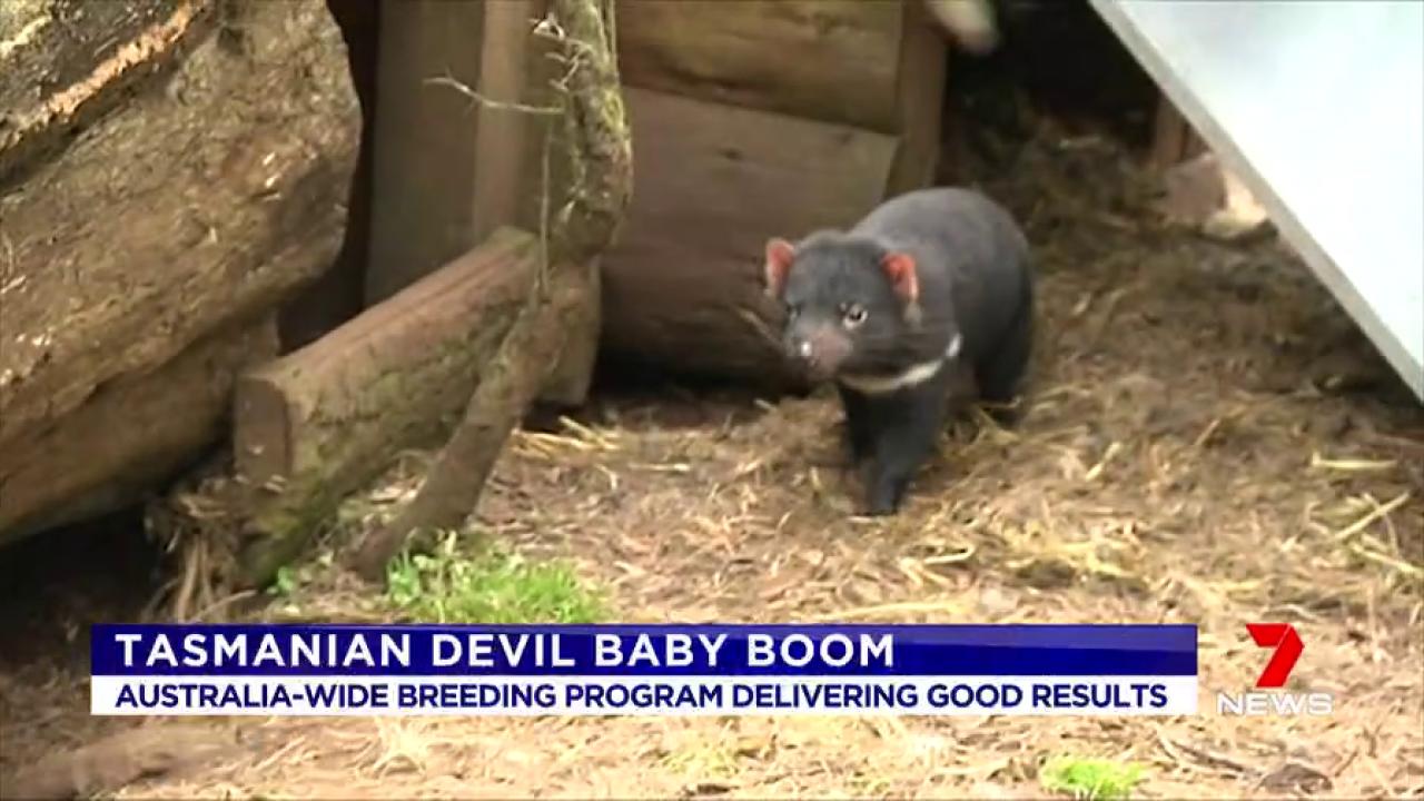 Devil Baby 15+ Thousand Baby Devil Royalty Free Images, Stock Photos
