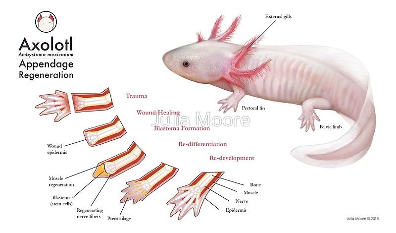 EL AJOLOTE MEXICANO: AJOLOTE MEXICANO