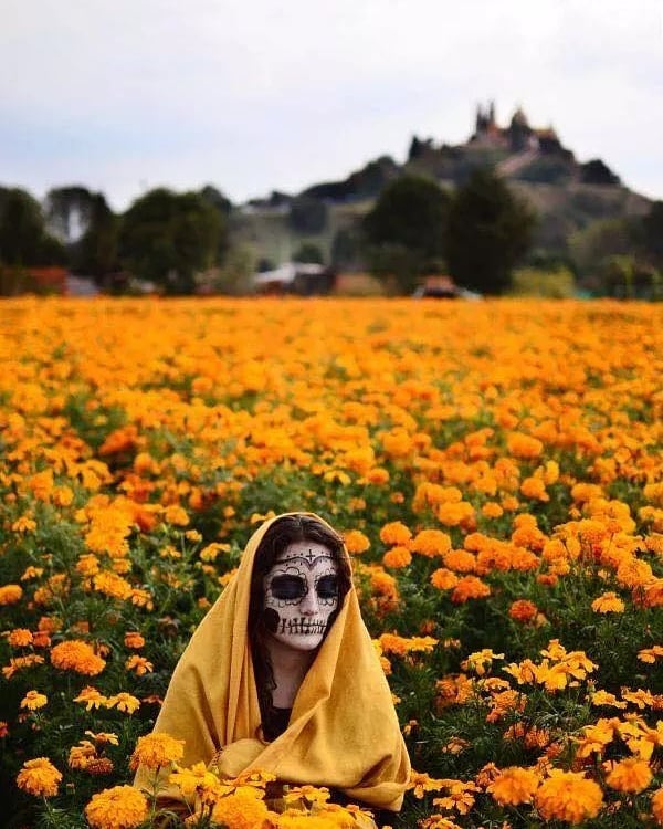 ? Los campos de Cholula ya están coloridos con la hermosa flor de ...