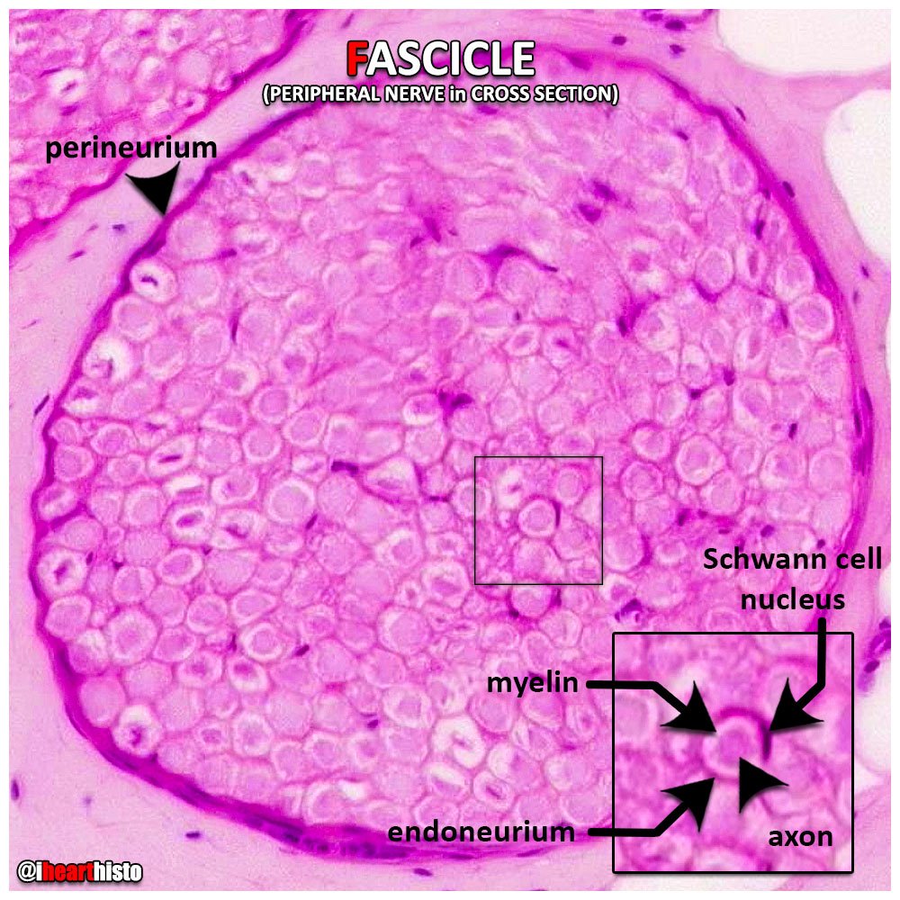 Axon Fascicle