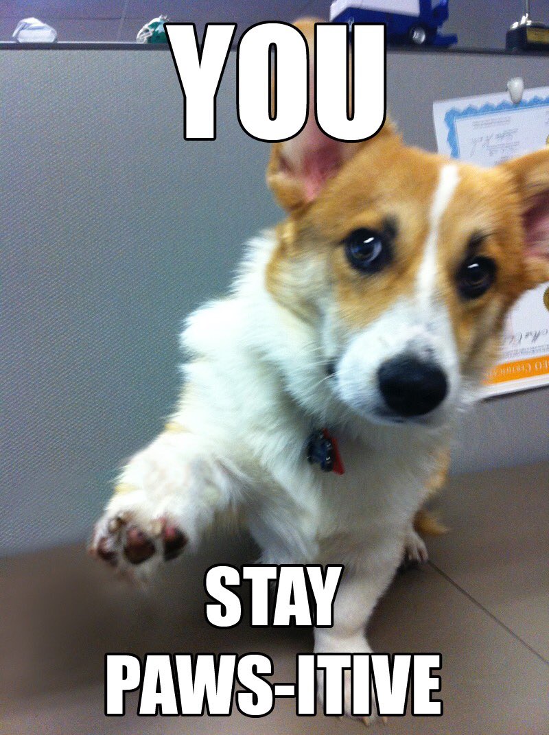 Encouraging Puppy Meme