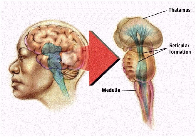 Brain Diagram Reticular Formation