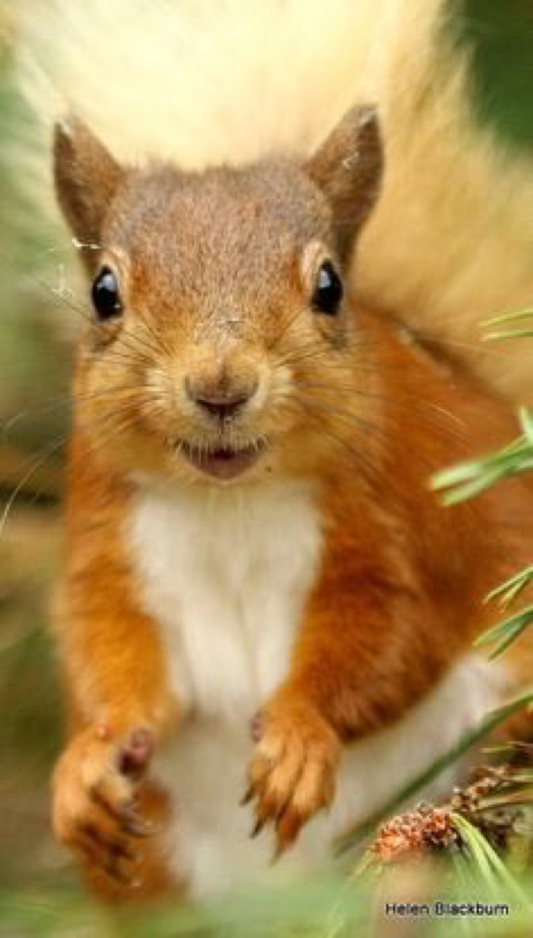 Smiling Squirrels
