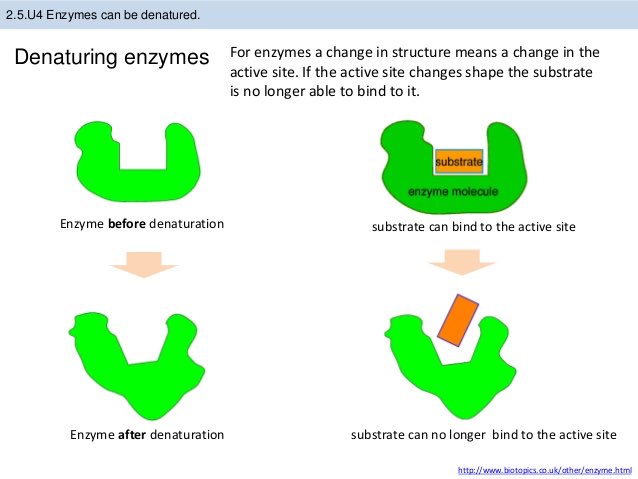 Denatured Enzyme