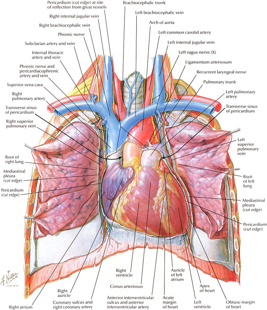 Anatomía Del Tórax Humano