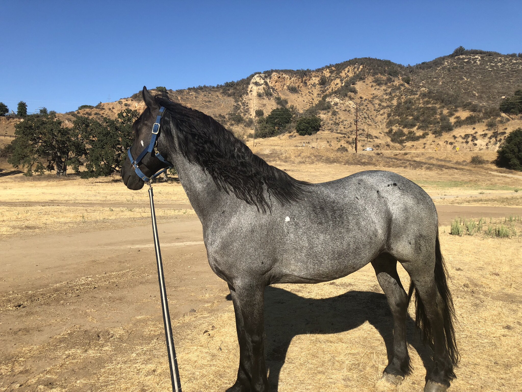 Wild Blue Roan Horse