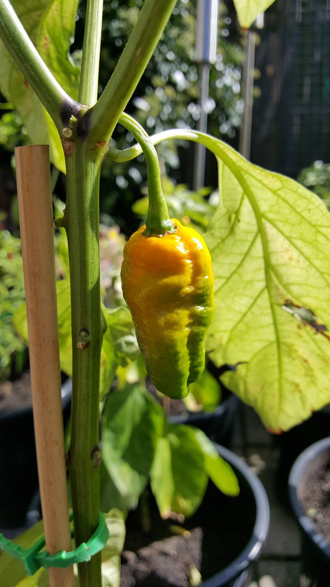 What interesting peppers should I grow? : r/HotPeppers