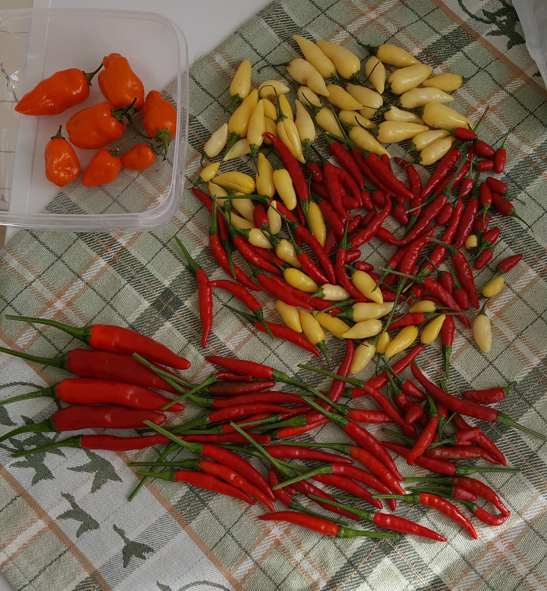 Final batch of pepper flakes for this season, the fumes during grinding ...