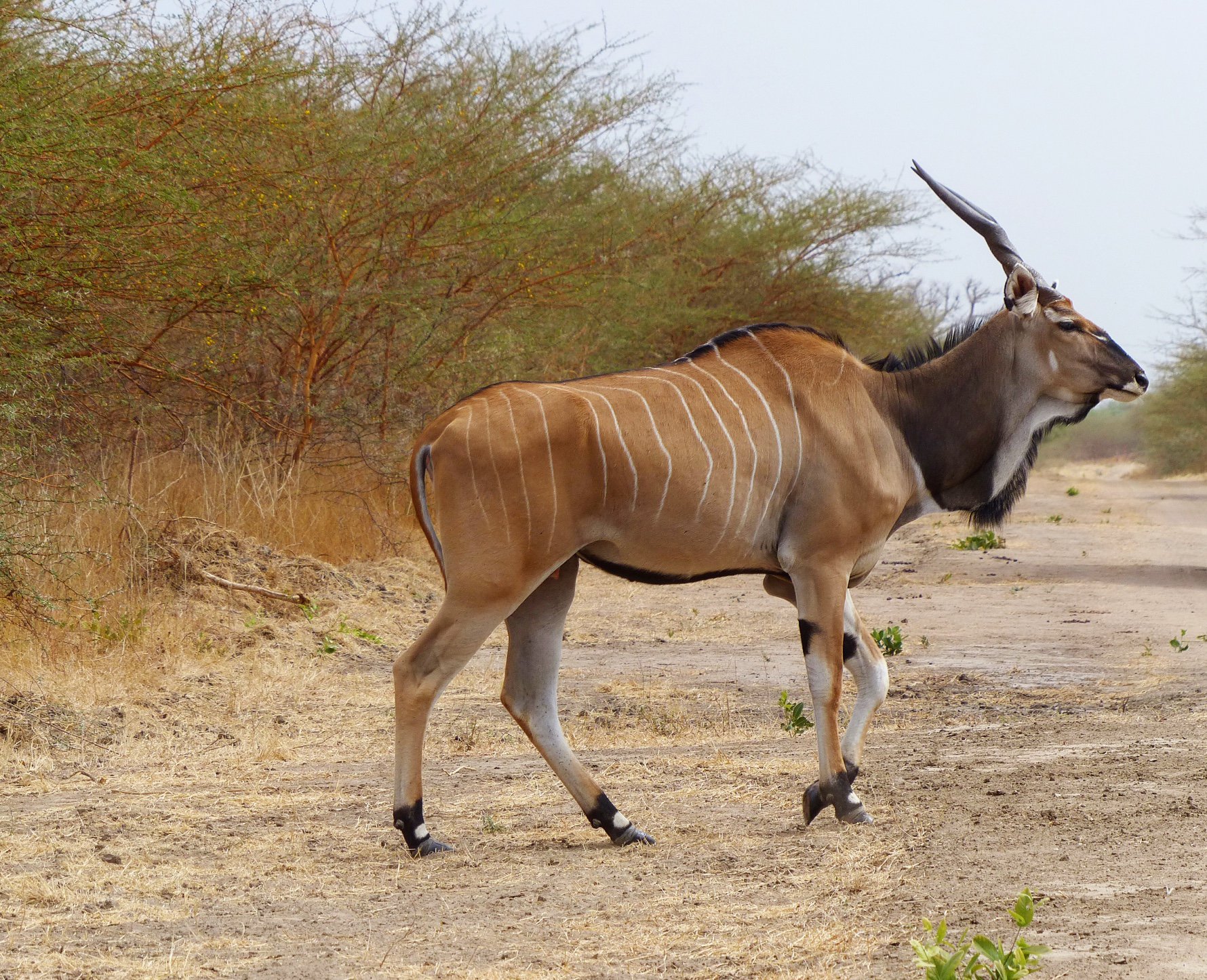 Giant Eland Antelope