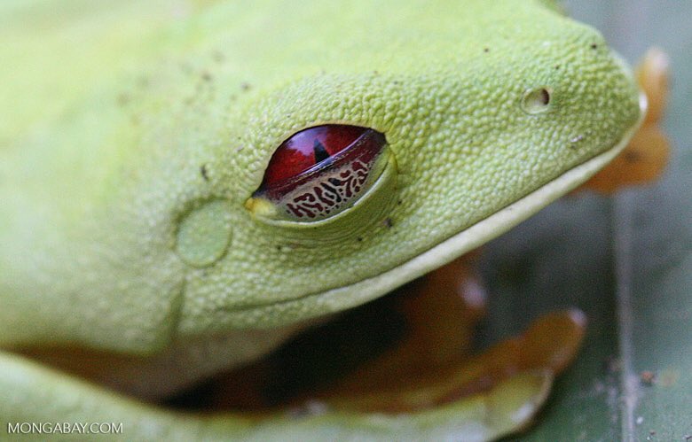 Nictitating Membrane Frog