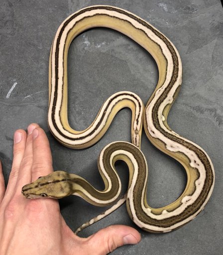 Purple Reticulated Python Morphs