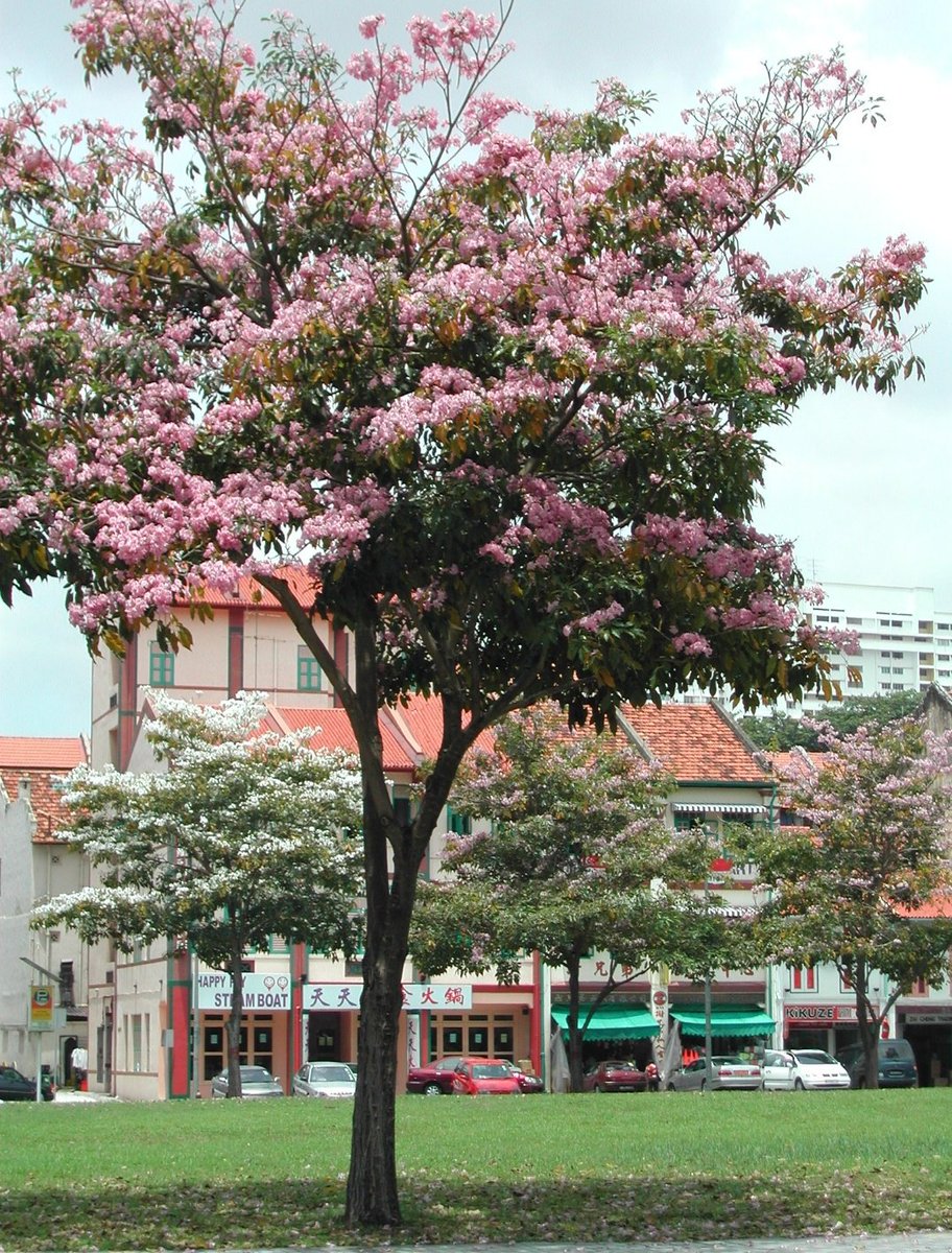 Tabebuia Rosea Tree