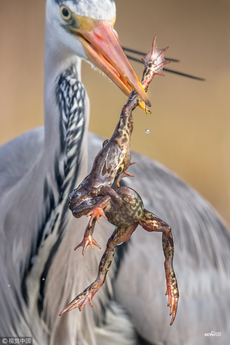 Bird Eating Frog