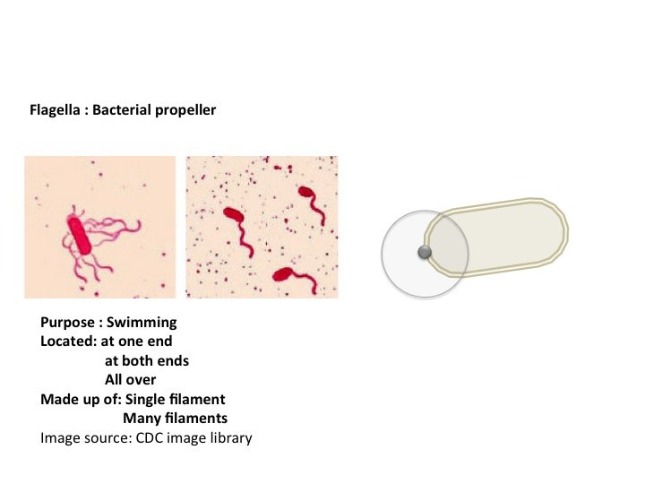 Bacterial Flagella Microscope