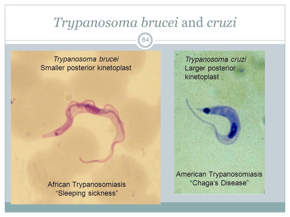 ملخص Parasitology - Thread from غيداء طلال بصفر🇸🇦 @ghayda_basfar - Rattibha