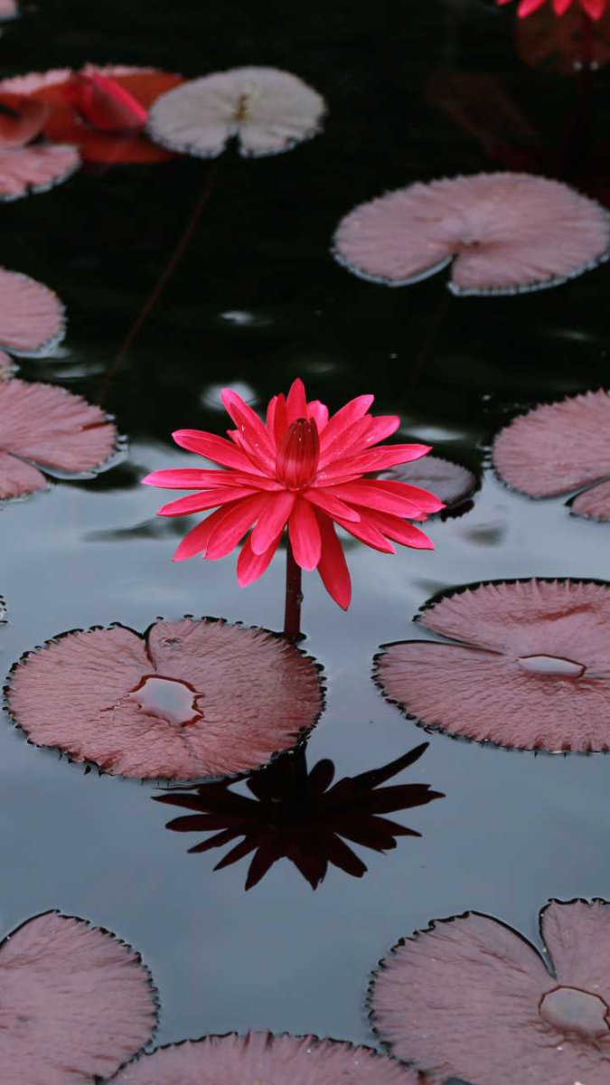 Red Lotus Flower Wallpaper