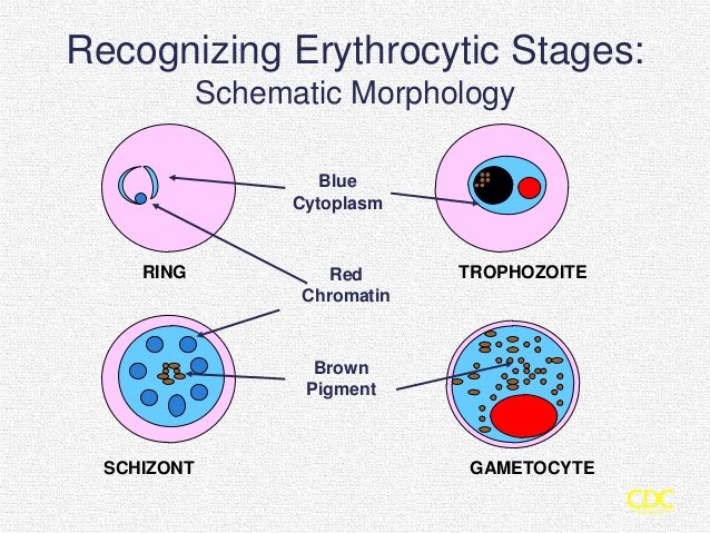 Plasmodium Falciparum Ring Stage Labeled