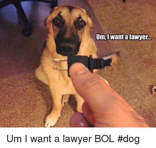 Law School Dog Meme