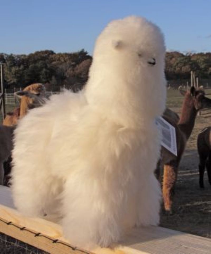 Super Fluffy Alpaca