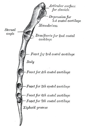 Xiphoid Process Protrusion