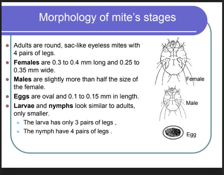 Scabies Mite Life Cycle