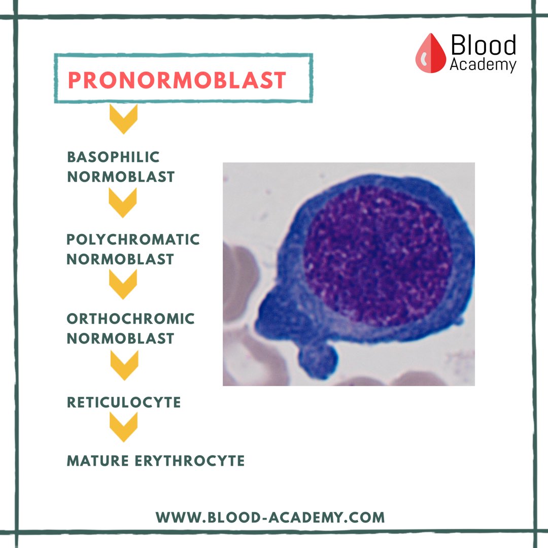 Pronormoblast Basophilic Normoblast