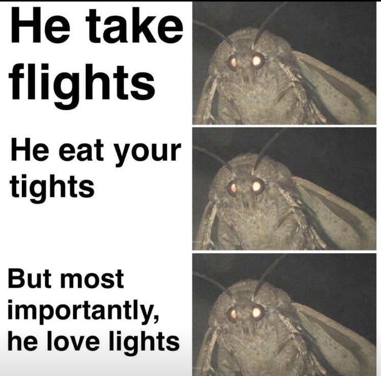 Love Moth Memes Should We Bring Back The Moth Memes? Thanks Morgan,