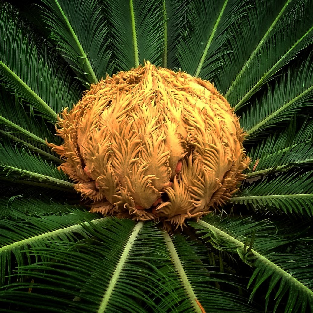 Cycas Megasporophyll