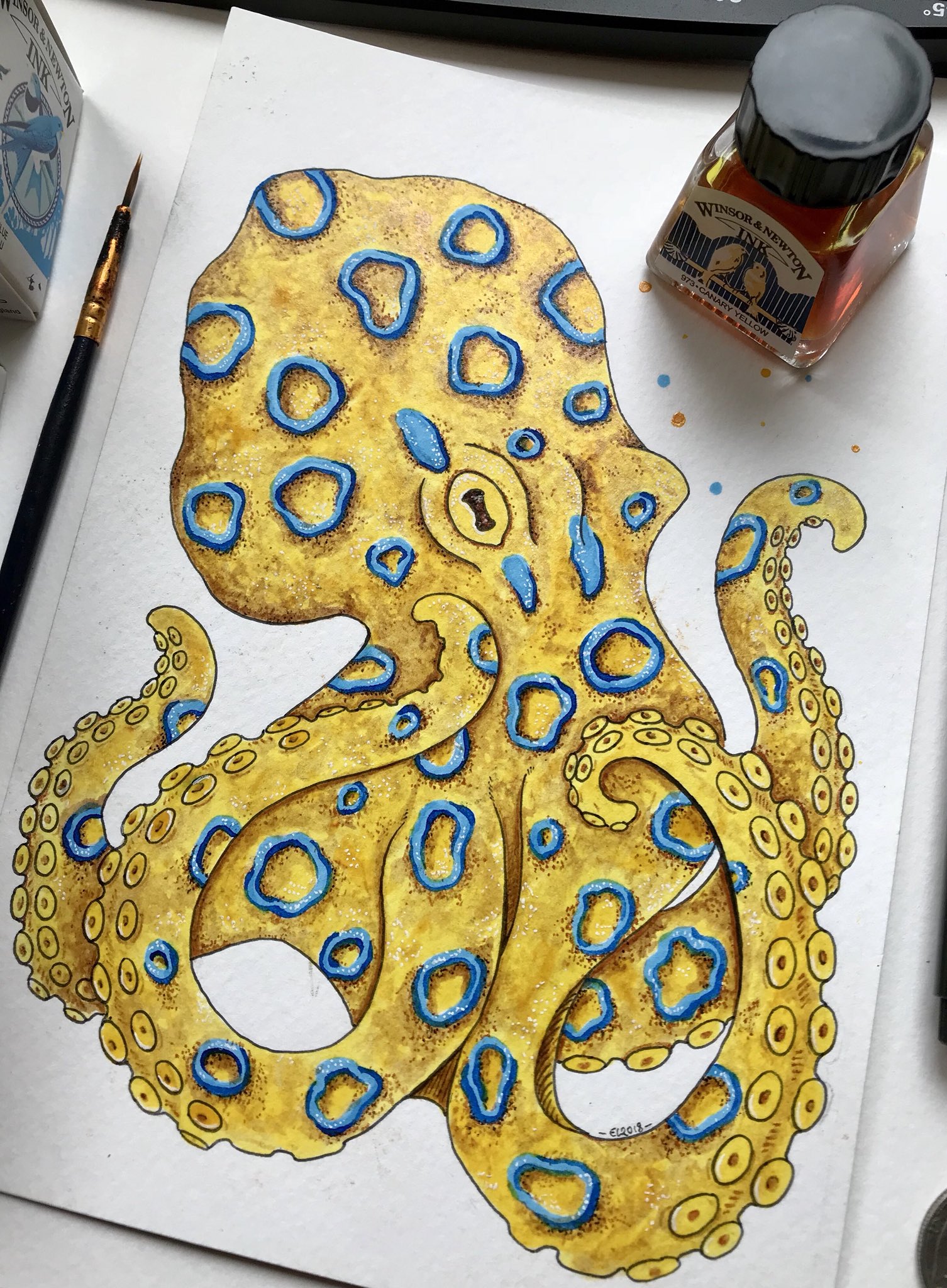 Greater Blue Ringed Octopus Drawing