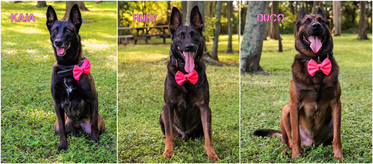 61 best K9s images on Pholder | Opiates, Protect And Serve and Aww