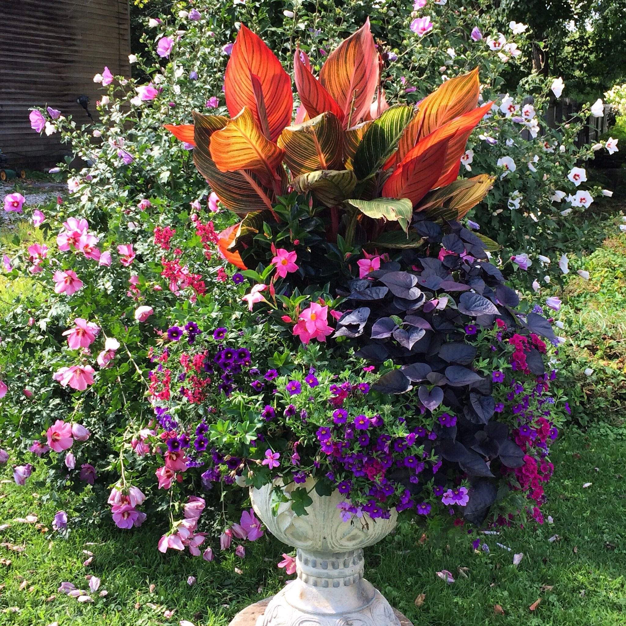 Tropicana Canna With Container Combinations Tropicanna® Canna, Canna