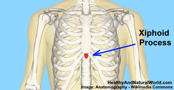 Xiphoid Process Of Sternum