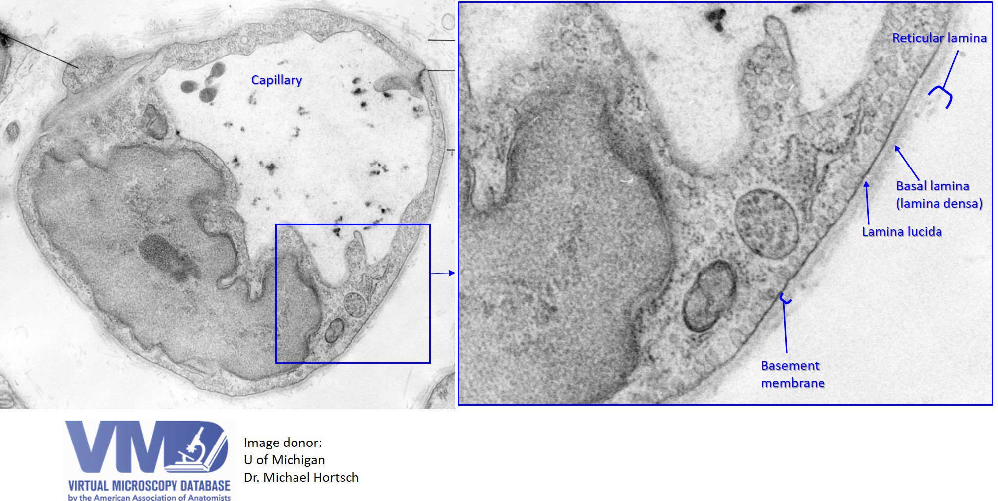Basal Lamina Capillary