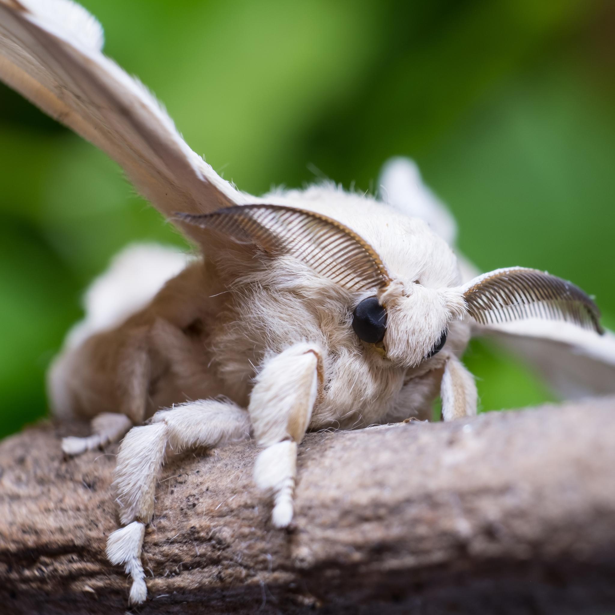 Giant Fuzzy Moth