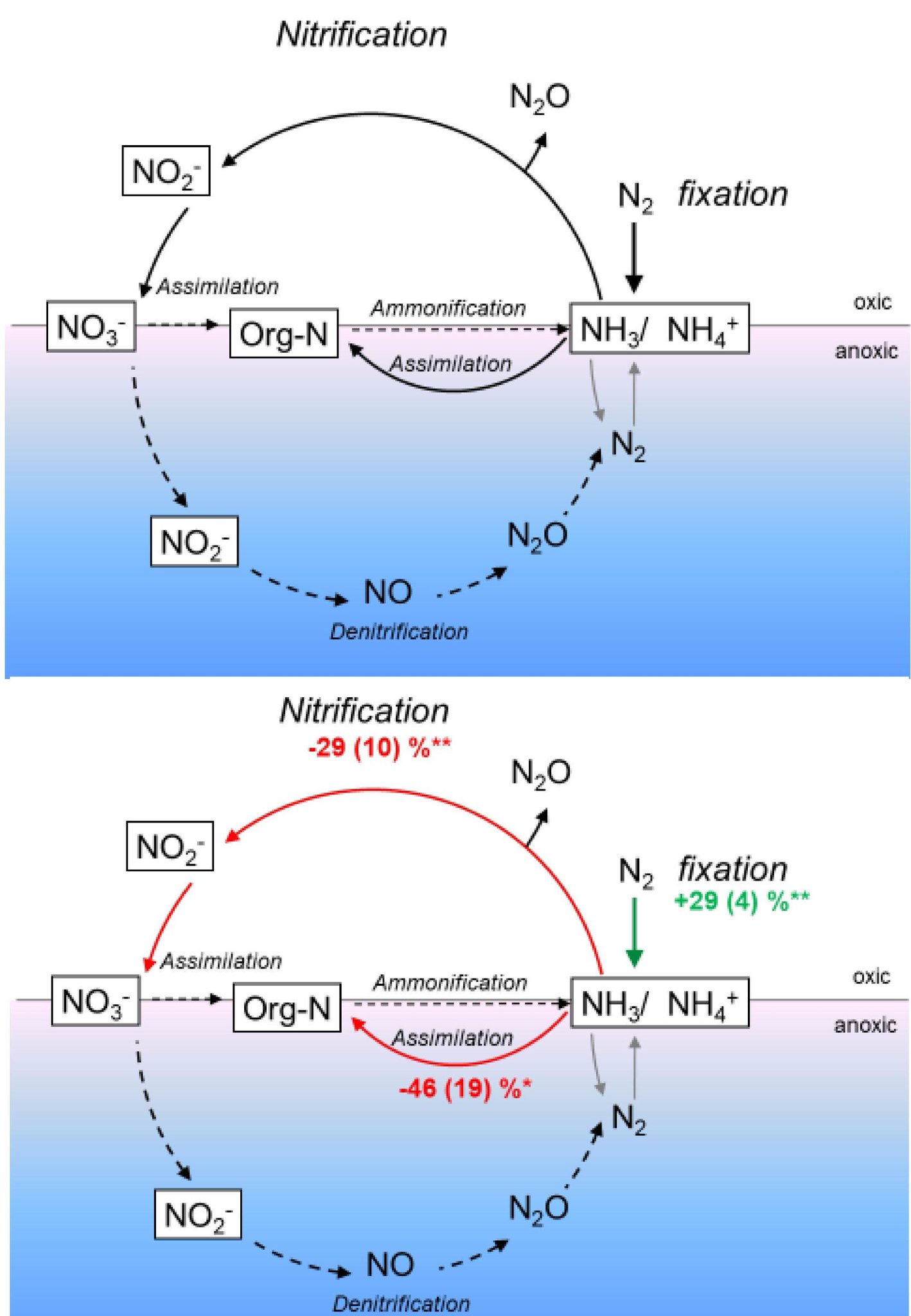 Nitrogen Cycle Ocean