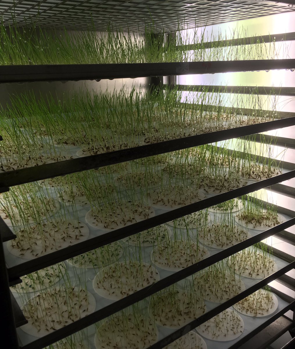 DLF (@DLF_Seeds) | Twitter