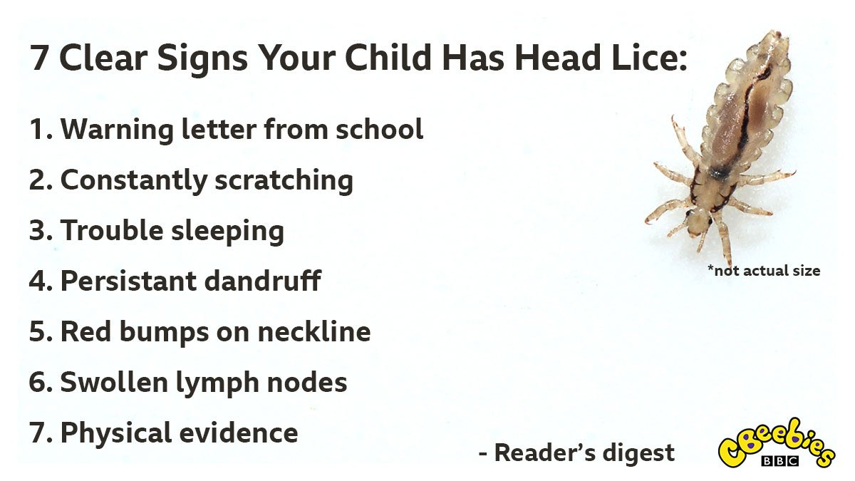 Head Lice Pictures Actual Size