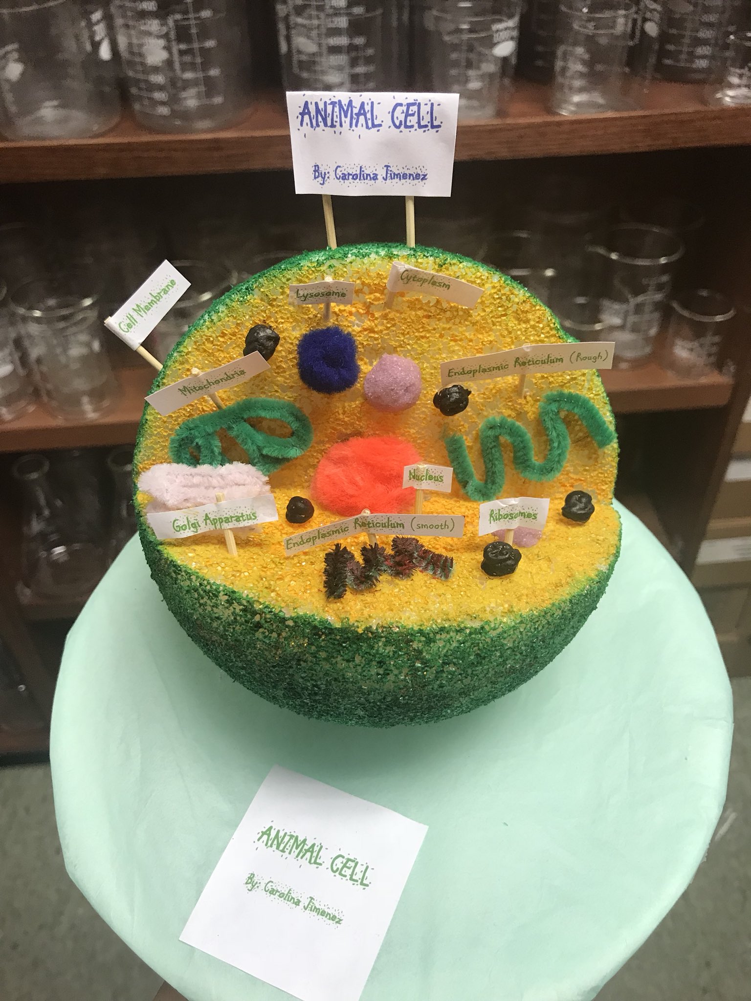 3d Plant Cell Model Project Ideas