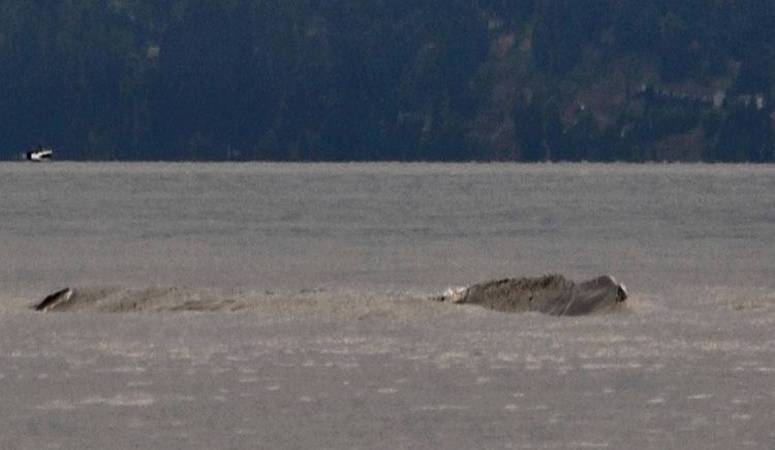 Ogopogo Sightings