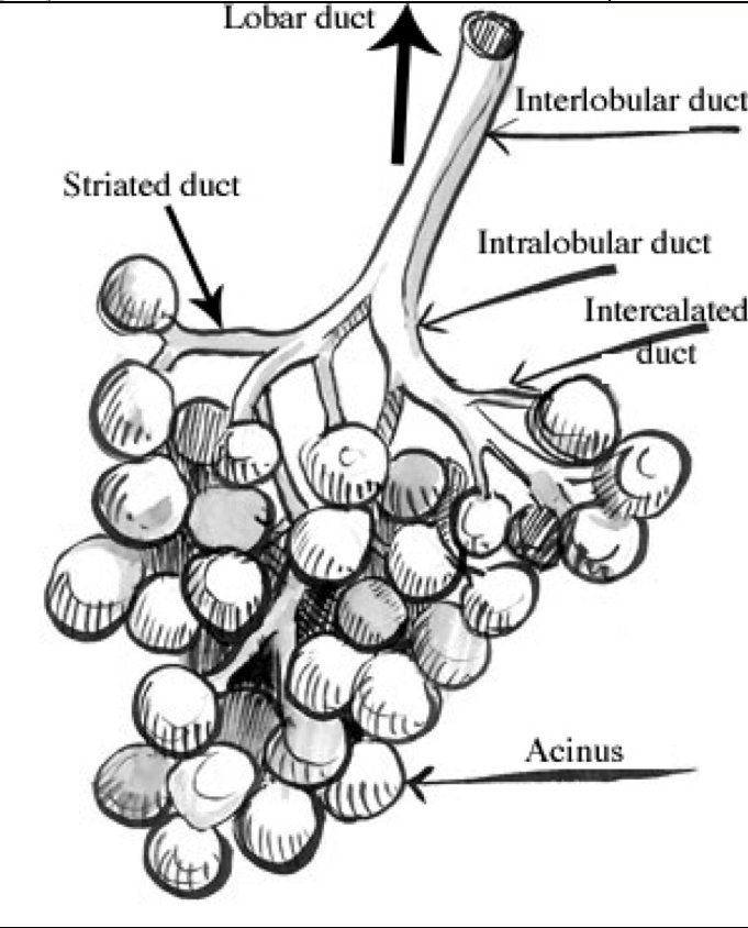 Interlobular Duct