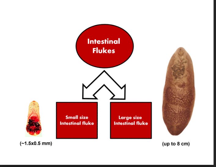 Fasciolopsis Buski Egg Morphology