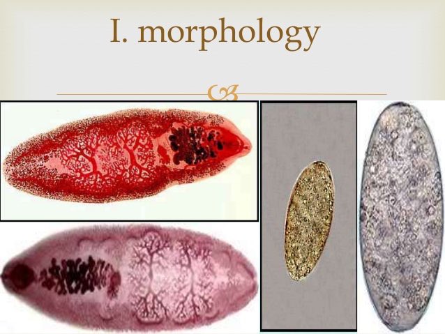 Fasciolopsis Buski Morphology