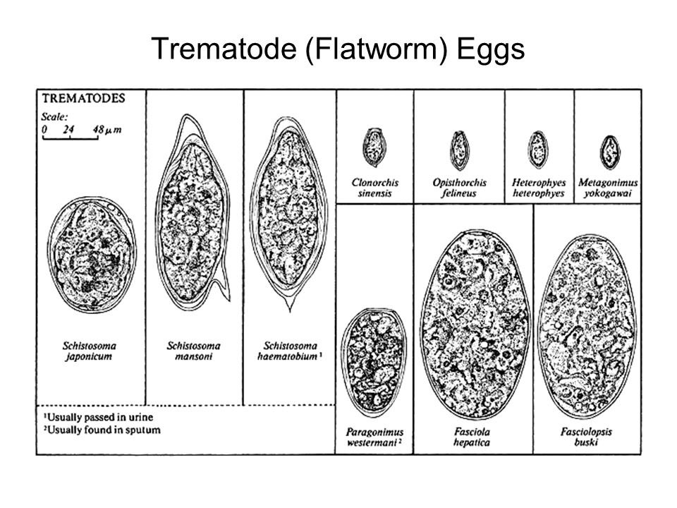 ملخص Parasitology - Twitter thread from غيداء طلال بصفر🇸🇦 @ghayda ...