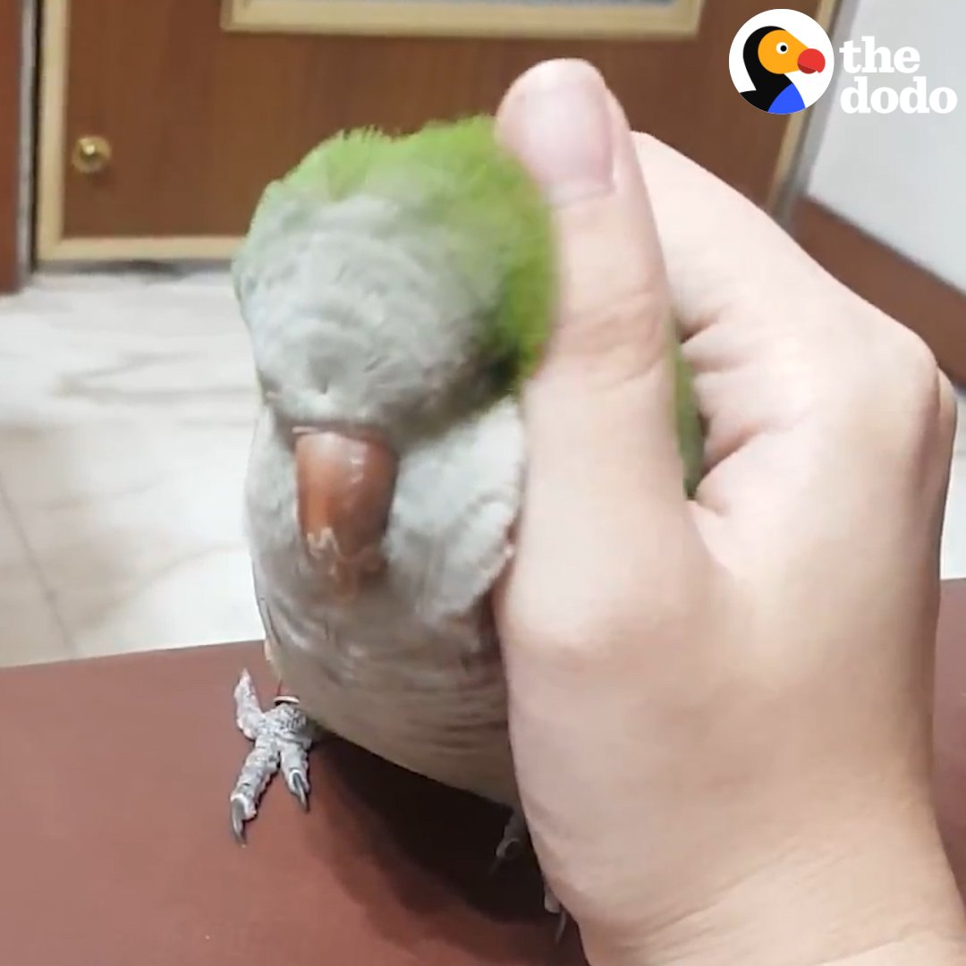 548 best u/dodo images on Pholder | Guy biking across the world finds a ...