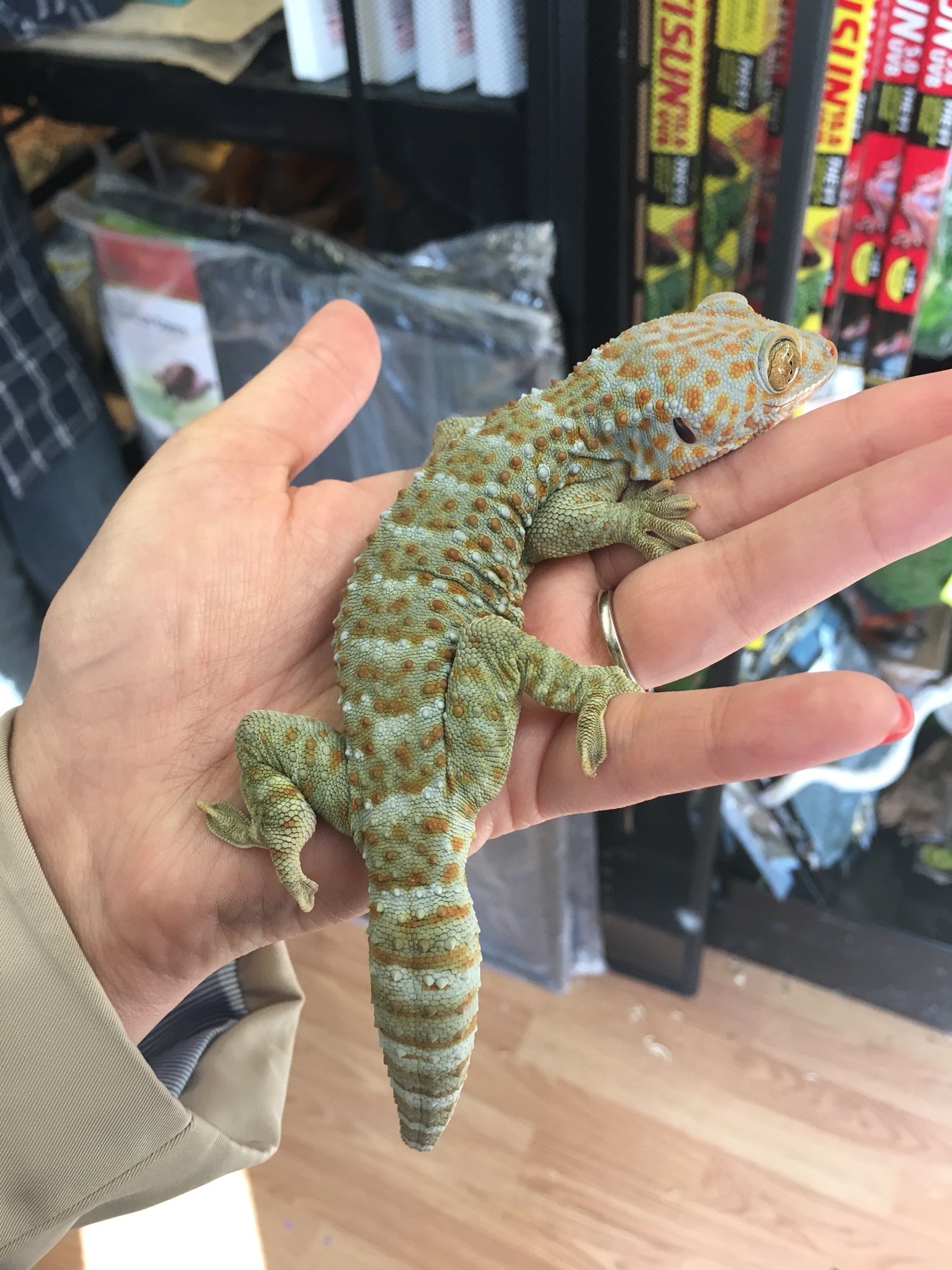Tokay Gecko Morphs