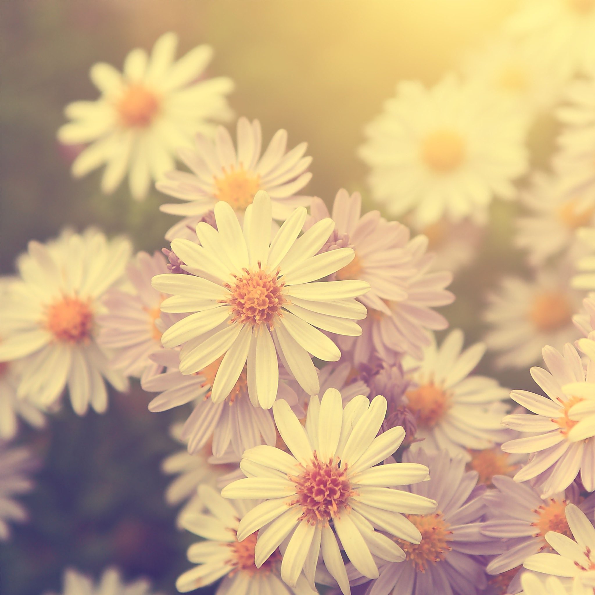 Daisy Background Twitter