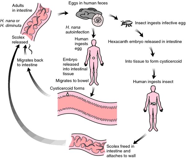 Hymenolepis Diminuta Life Cycle