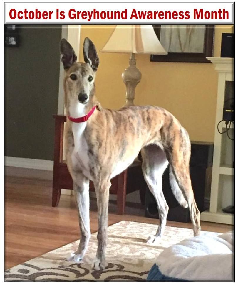 Are Pig Ears Better For A Mahratta Greyhound Than Rawhide Ears