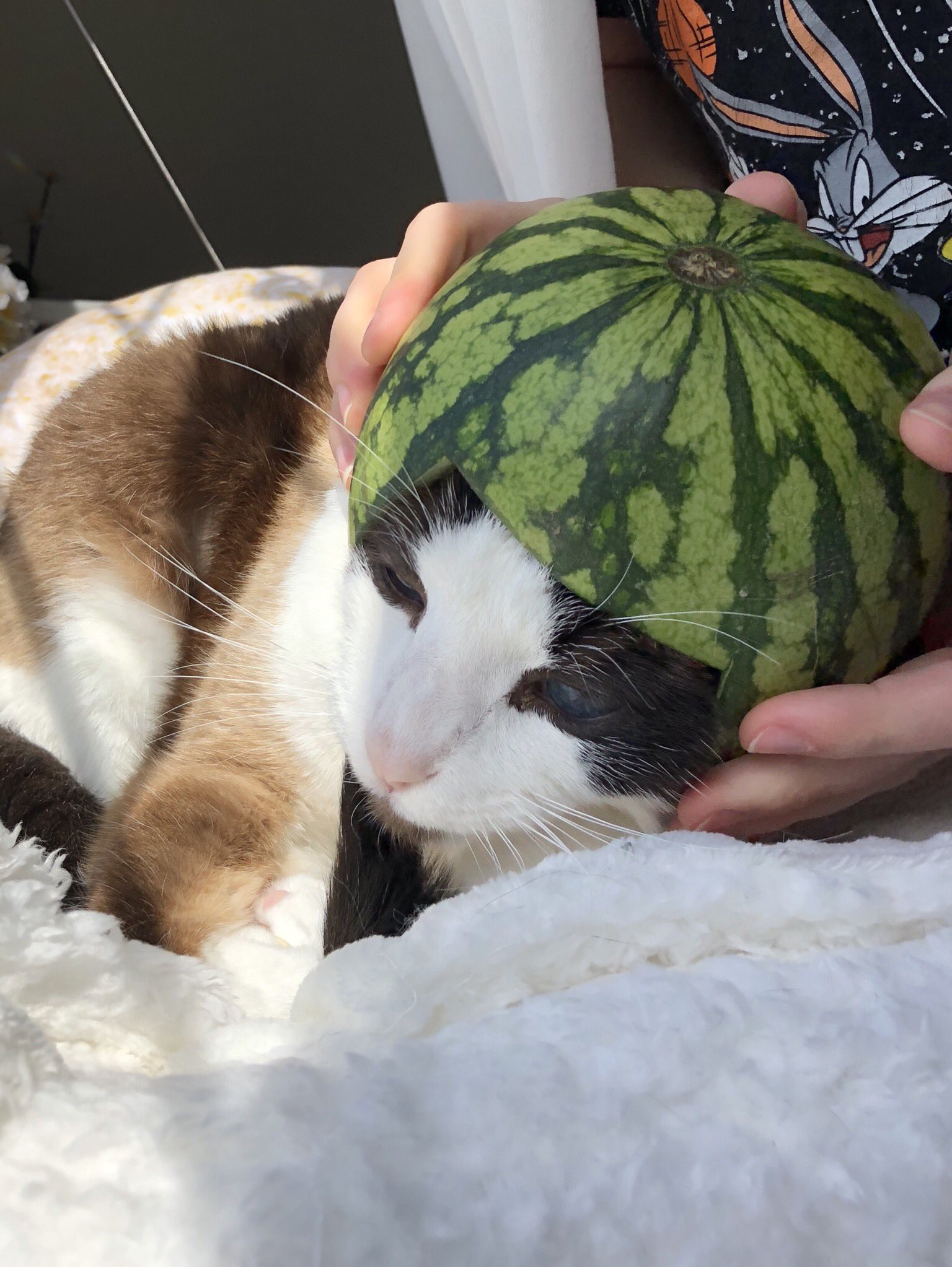 Melon Cat